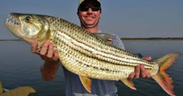 JENIS JENIS IKAN TIGERFISH - PERIKANAN