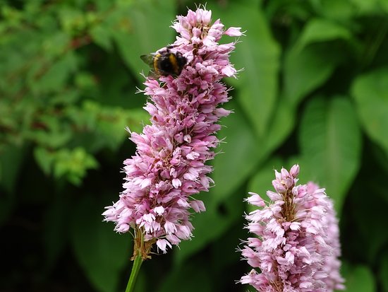bistort (Bistorta Officinalis) faydaları yan etkileri kullanım şekli ...