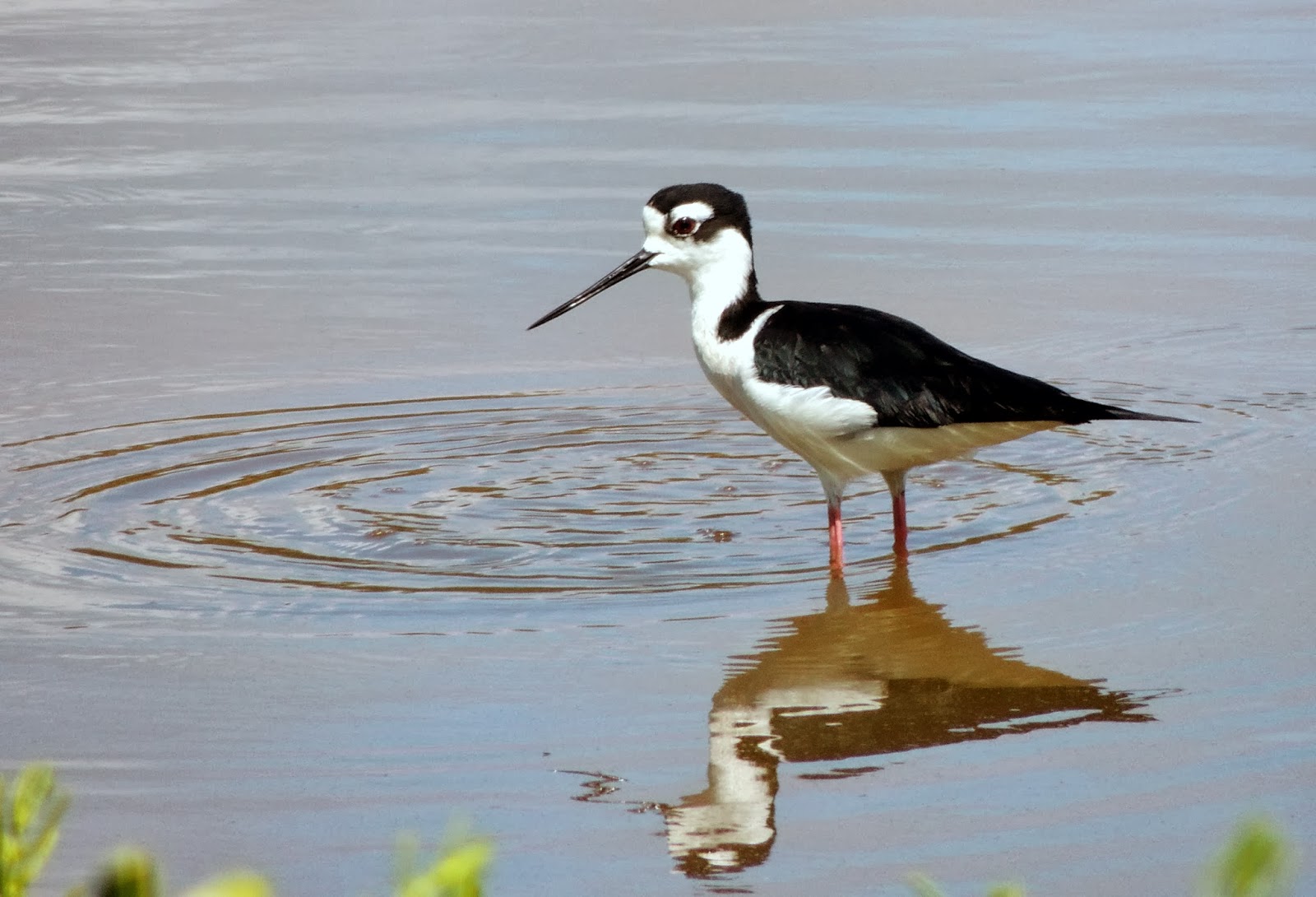 Stilt The Bird at Genevieve Tarrant blog