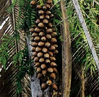 Les savons de Véronique: L'huile de BABASSU