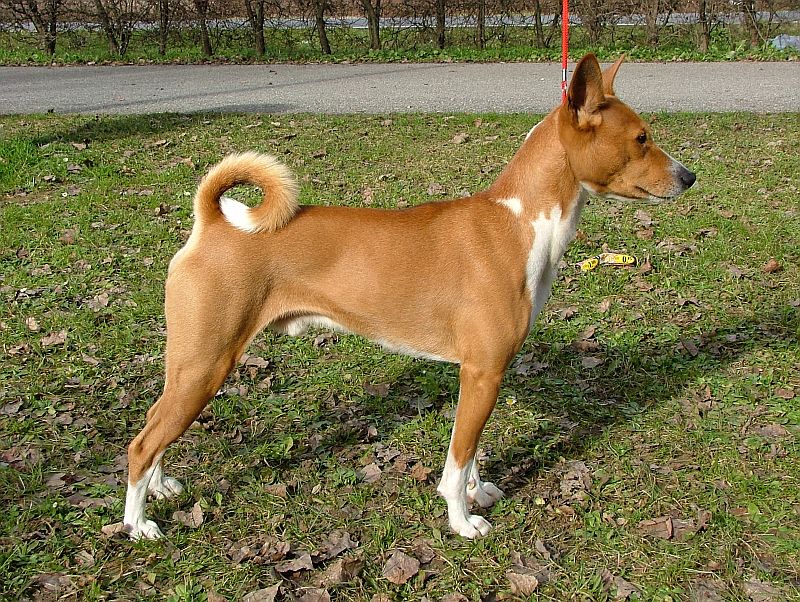 Basenji - Vigilant Hunting Dog Breeds | Best Puppys