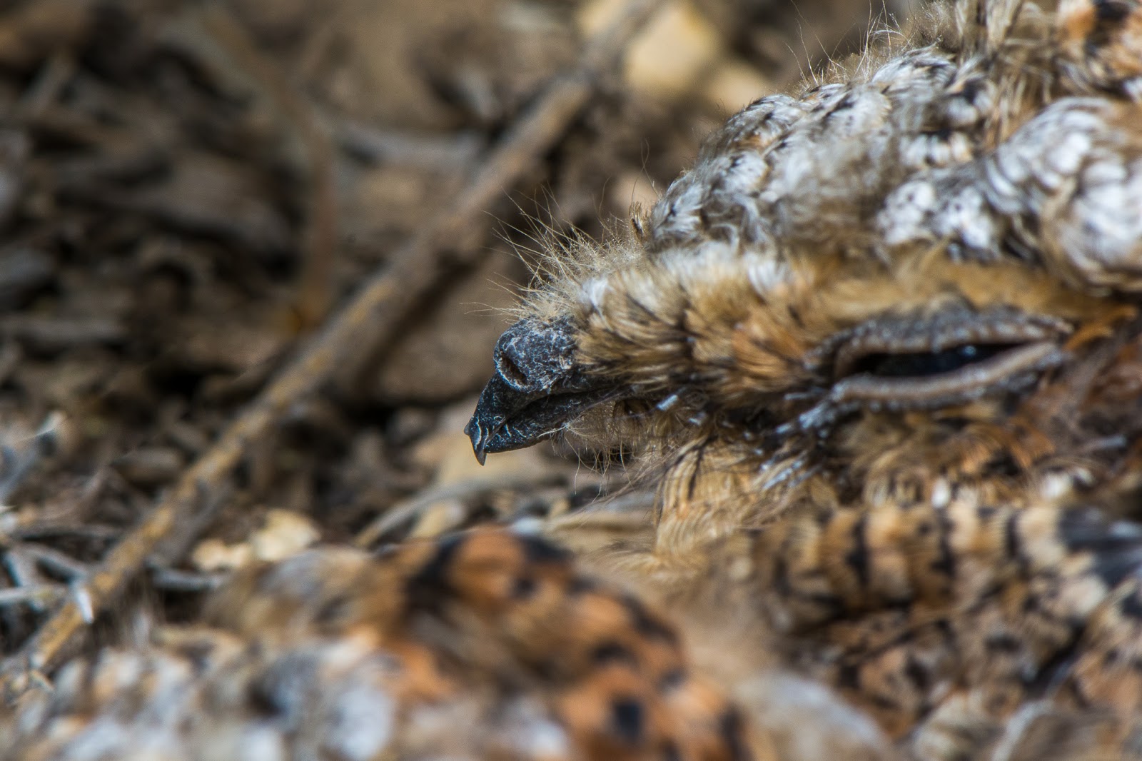 NeoVista Birds and Wildlife: Monitoring a Common Poorwill Nest Site