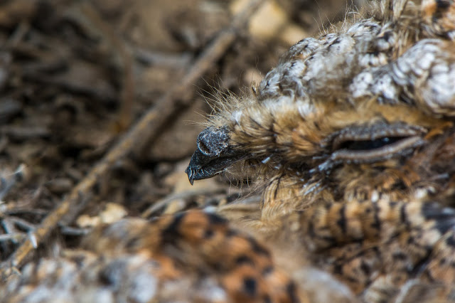 NeoVista Birds and Wildlife: Monitoring a Common Poorwill Nest Site