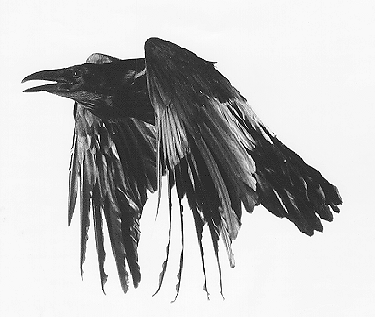 Magical Gains: Dark Beasts of Germanic myth...
