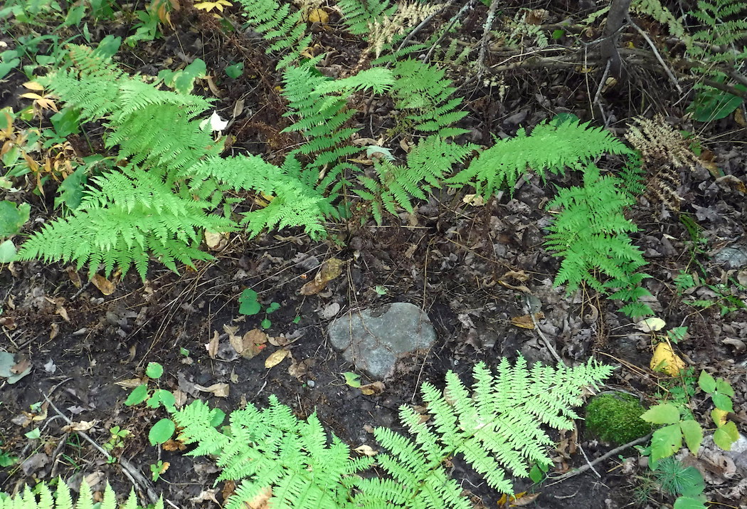 Ripples from La Prairie Voyageur Canoes: Genealogy Roadtrip to ...