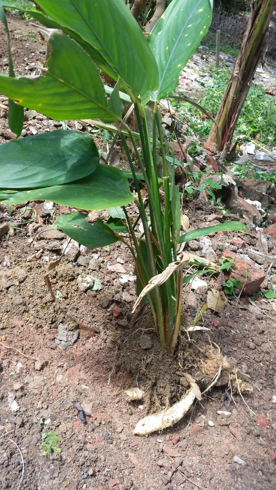 Warisan Petani: Pokok Ubi Bemban.