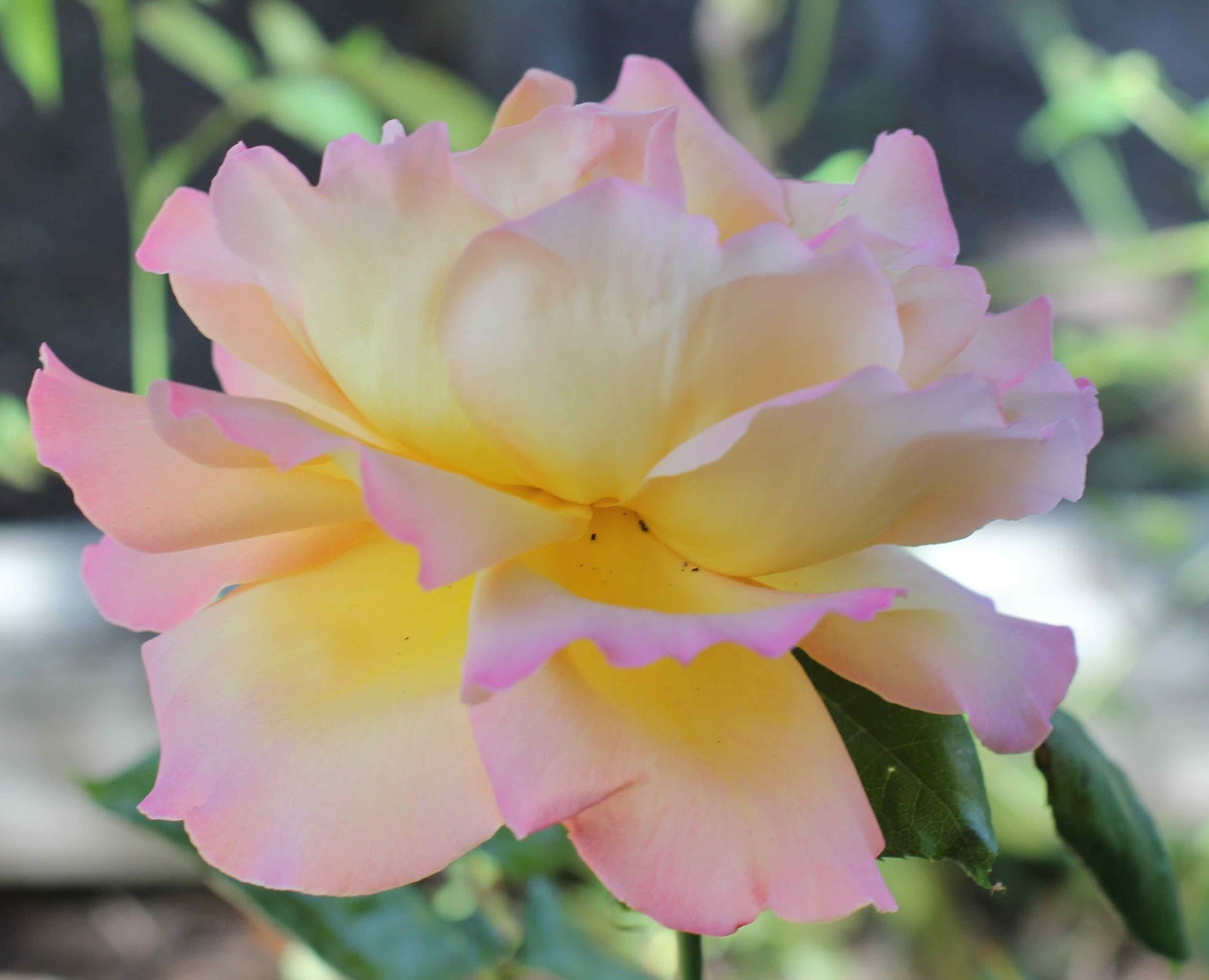 Wilder: Beautiful Blowsy Blooms