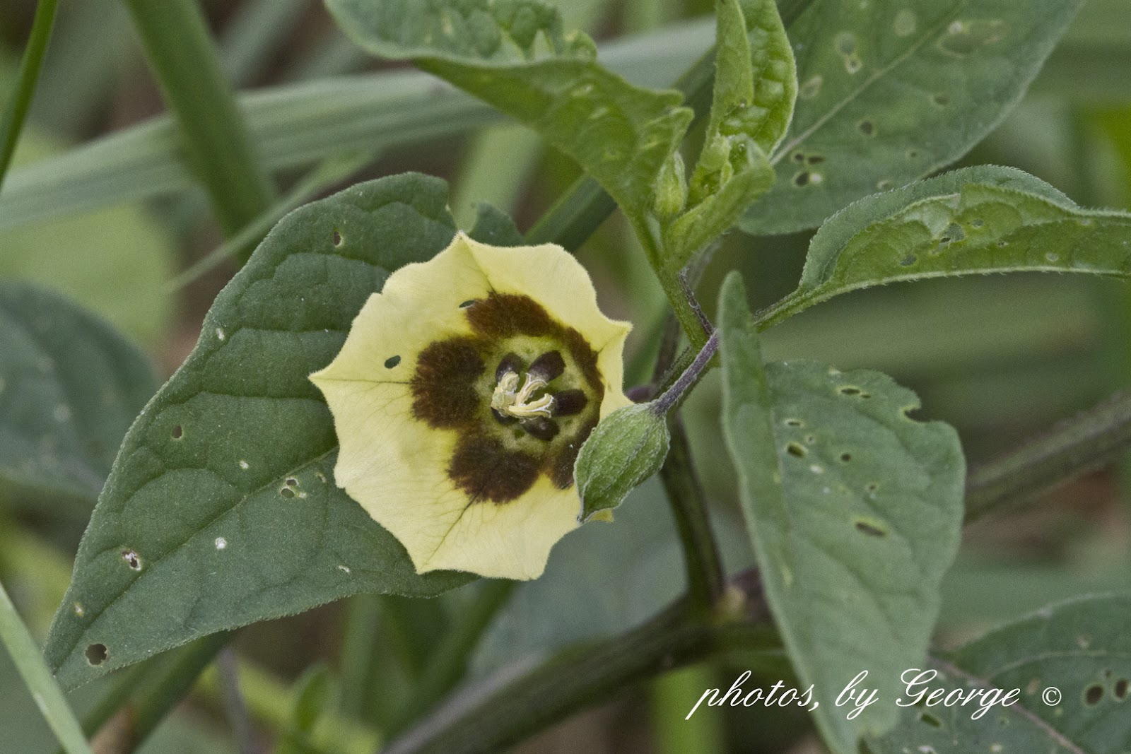 "What's Blooming Now" : Virginia Ground Cherry (Physalis virginiana Miller)