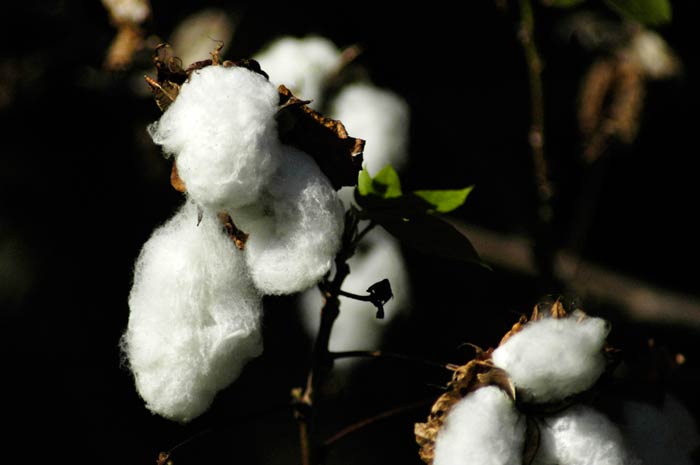 Elyaf Karışımlarında Kullanılan Lifler - Tekstil Sayfası