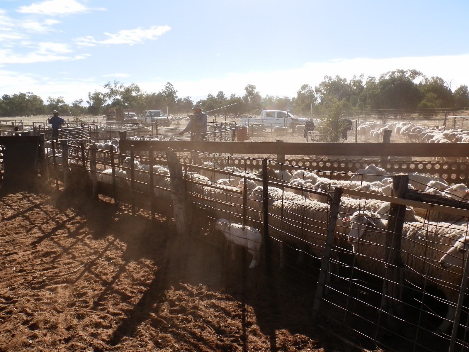 Erik en Sanne: Australie - Musteren en markeren van lammetjes