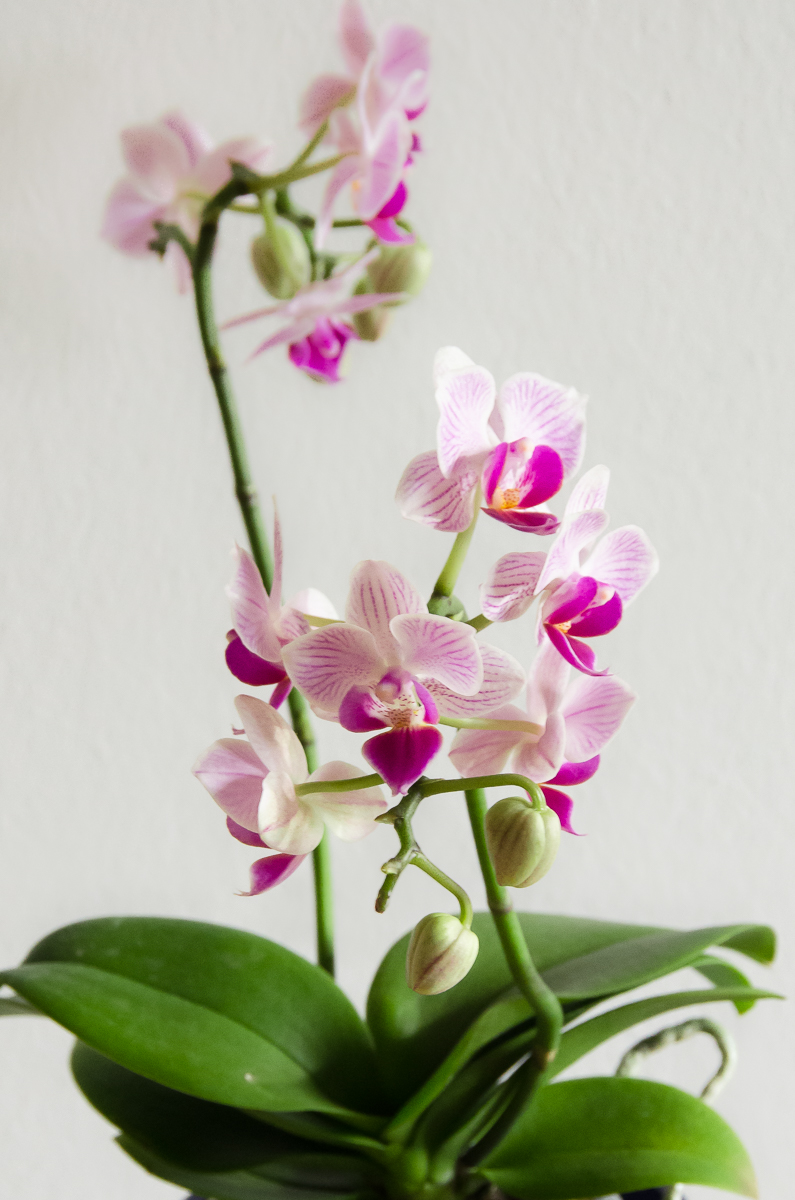ORHIDEJA Falenopsis (Phalaenopsis) mini