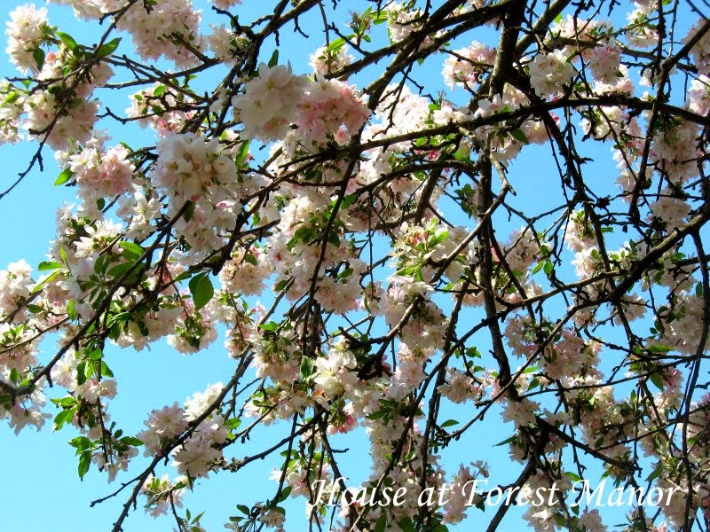 House at Forest Manor: Springtime in Reynolda Gardens