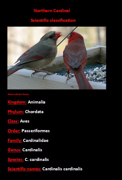 Northern Cardinal