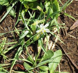 Roots 'n' Shoots: Backyard Bushveld Safari