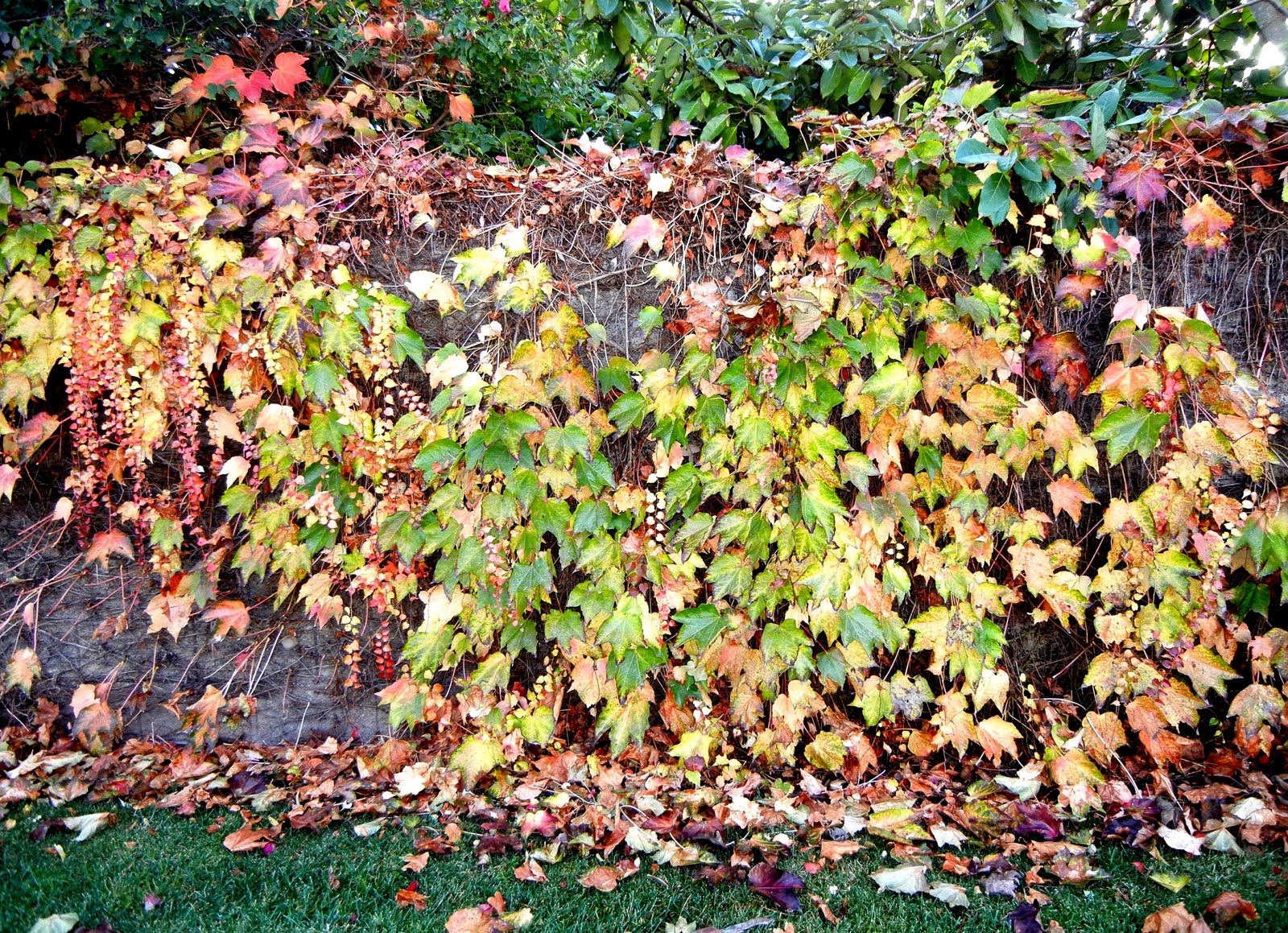 A photo, A thought............: Plant: Boston ivy through the seasons