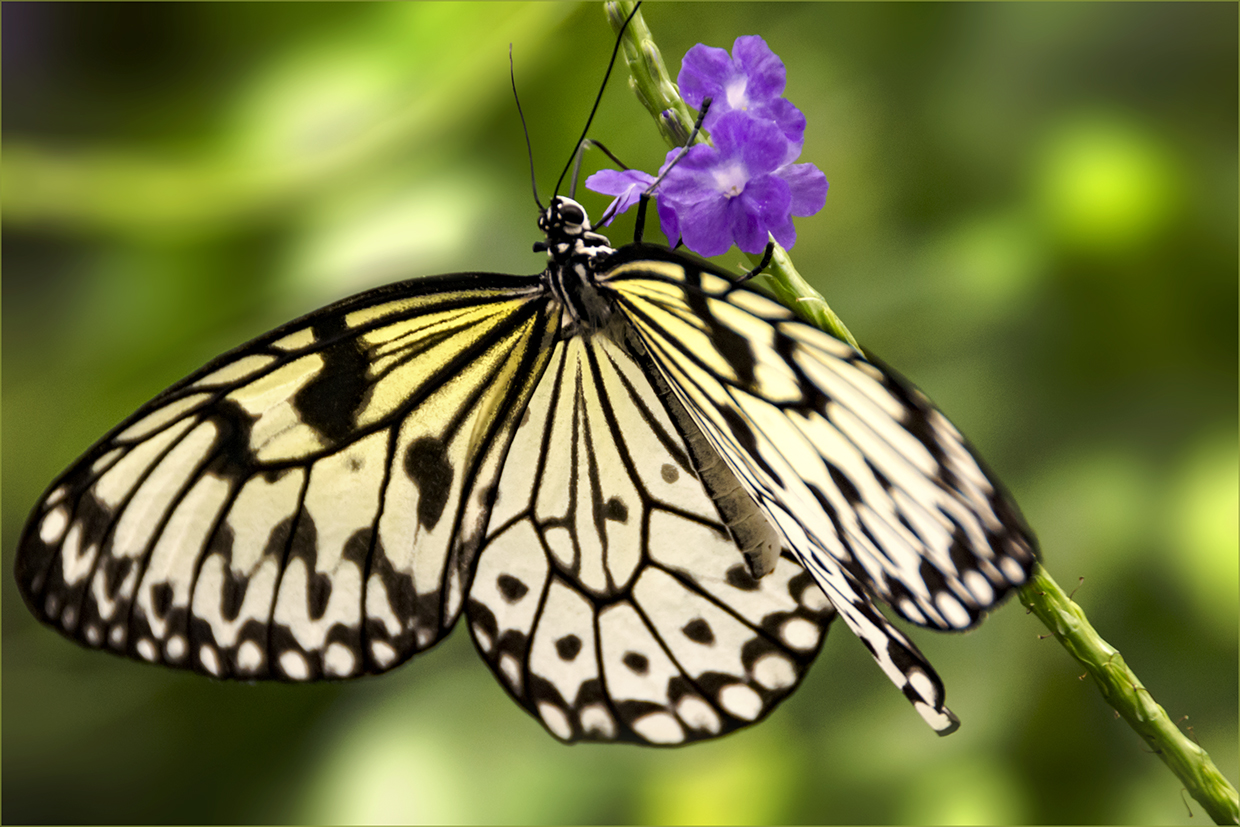 Macro Photography Of Butterfly