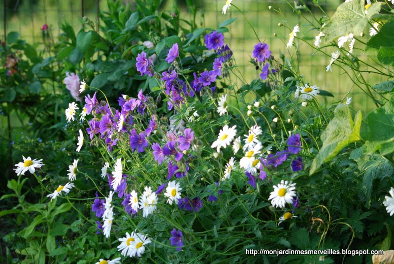 Mon Jardin Mes Merveilles: Heureux mariages : Geranium & Co