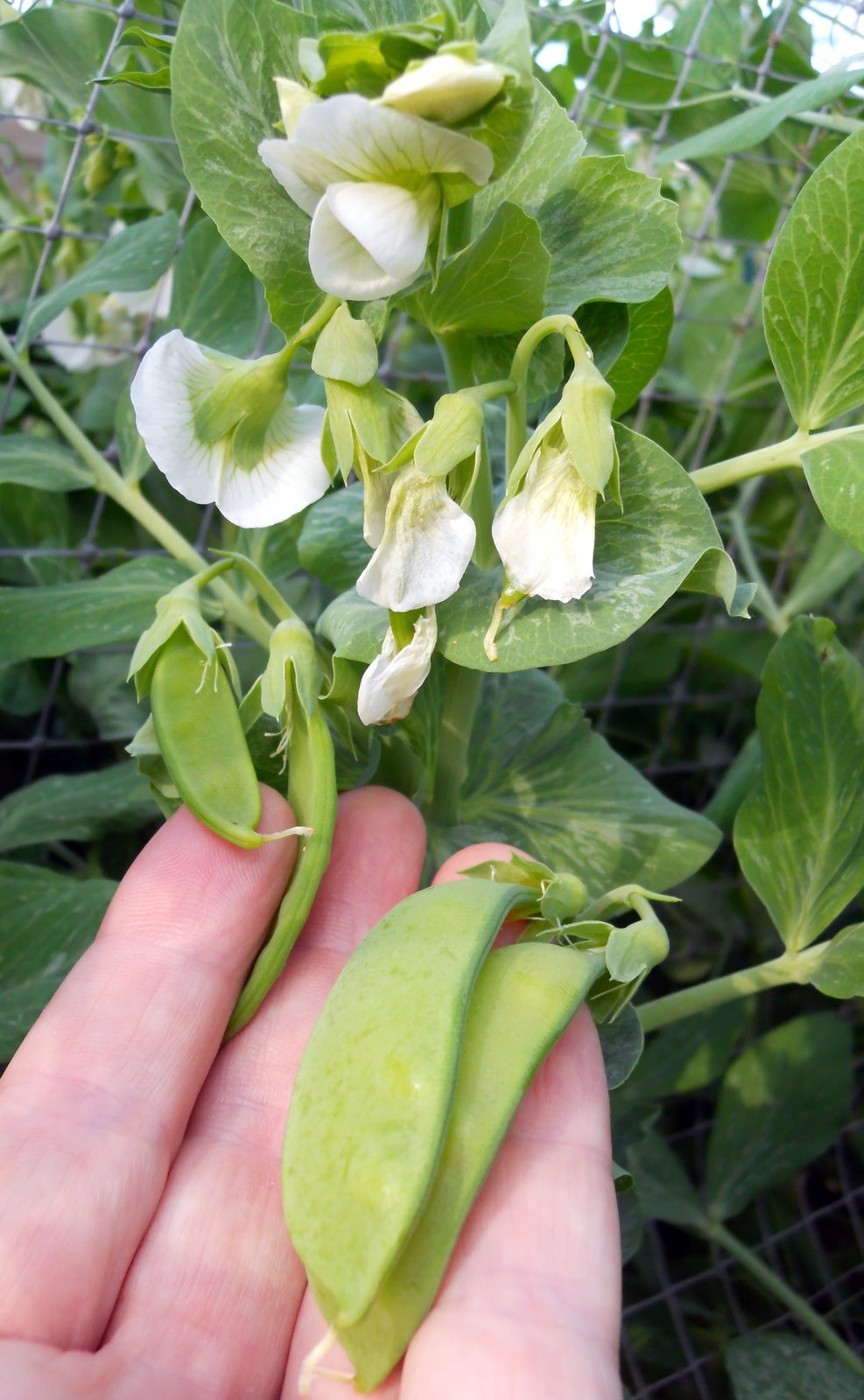 Georgia Home Garden: Snow Peas and English Peas Ready for Harvest