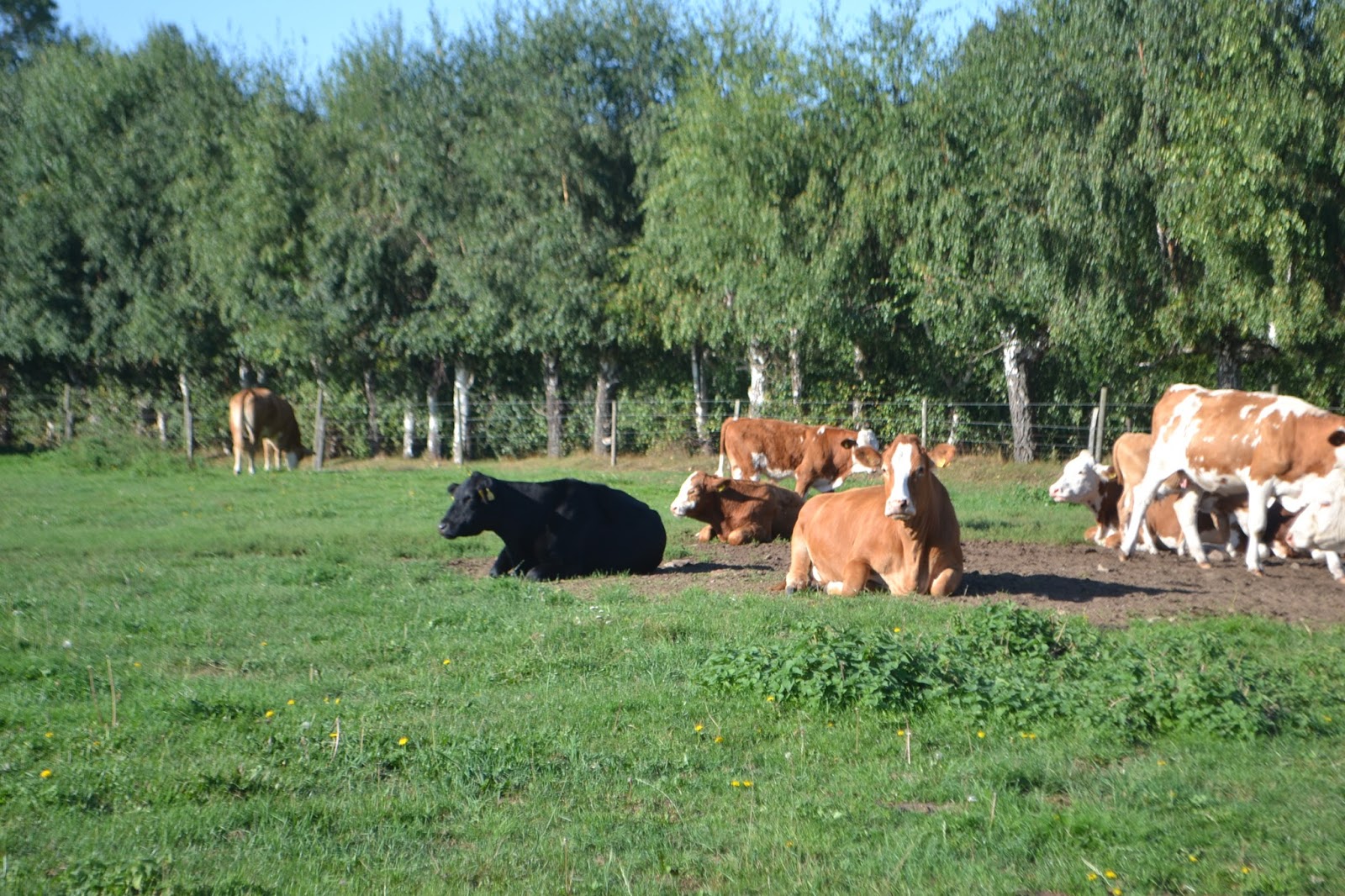 rignellskans ljuva hem. . .: Vackra morgonbilder och fina kossor på ...