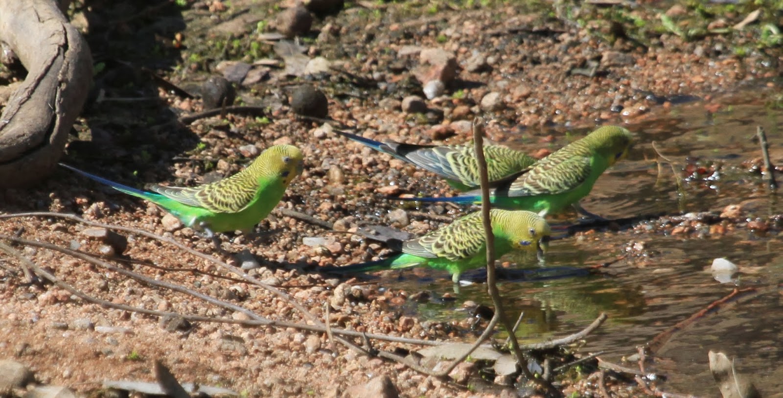 Richard Waring's Birds of Australia: Docker River Zebra Finches ...