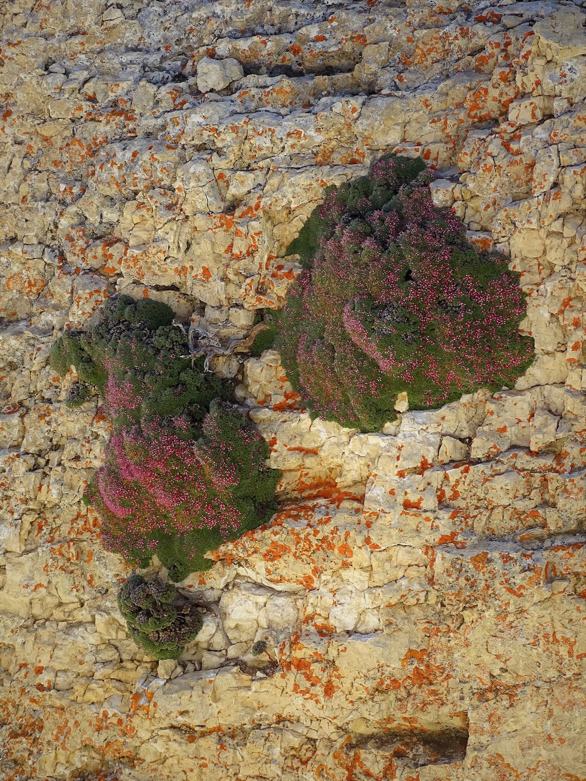 Prairiebreak: An album with a floral few gems from Northwestern Wyoming ...