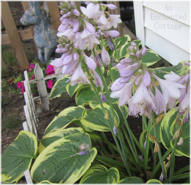 An Enchanted Cottage: Hosta, Sweet Hosta....