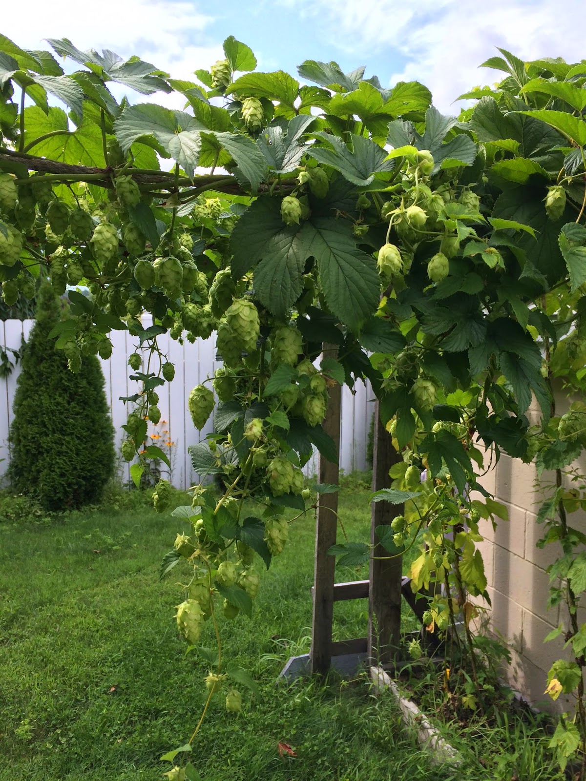 Stars & Bars Brewing Co.