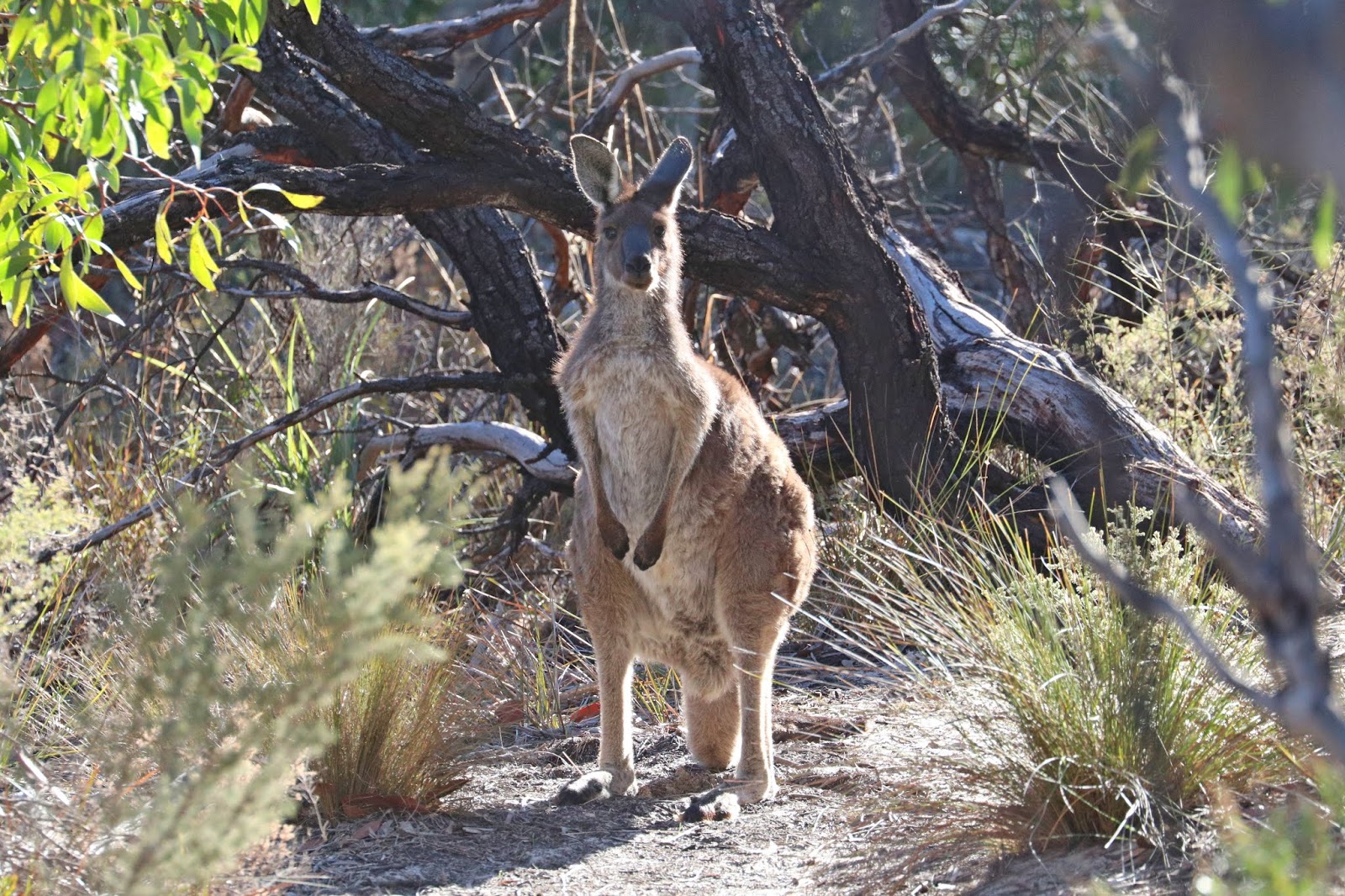 Alysse's Travel and Birding Adventures: Aldinga Scrub Conservation Park ...