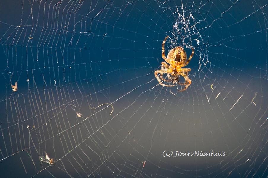 Pacific Northwest Photography: October Spiders