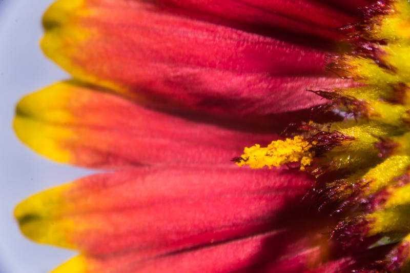Pollen Power Sciphotos pollen-power-sciphotos