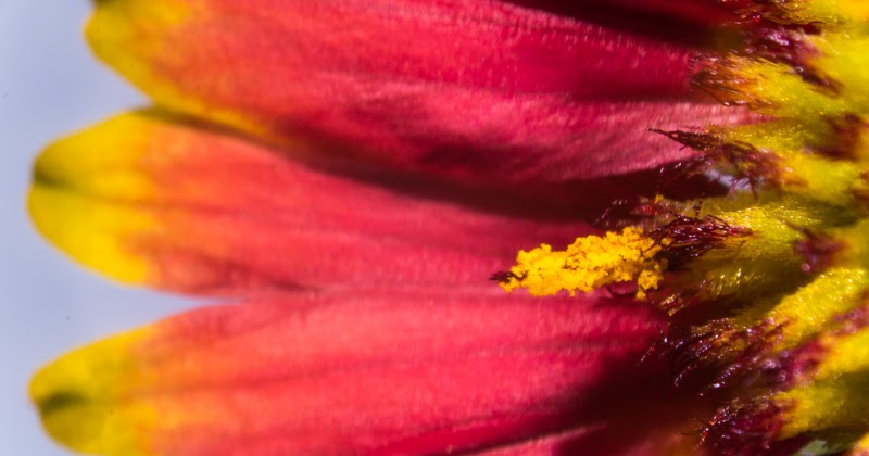 Pollen Power | Sciphotos