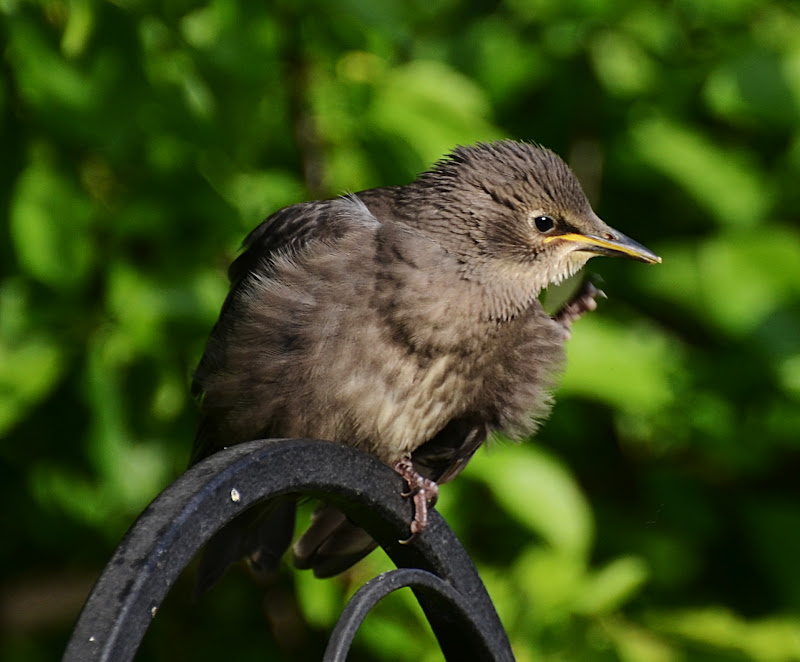Oregon Backyard Birds, etc.: One Day in the Life of a Young European ...