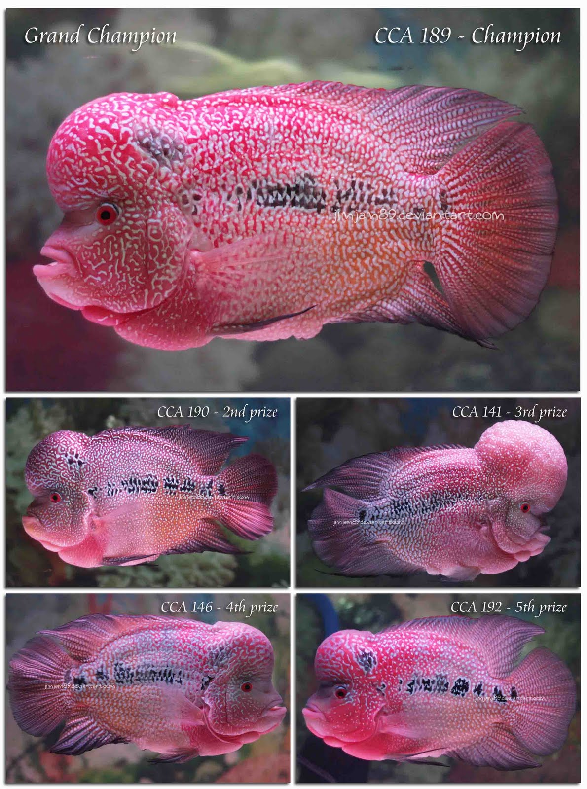 Flowerhorn The Hybrid Cichlids: Liga Louhan Indonesia 3