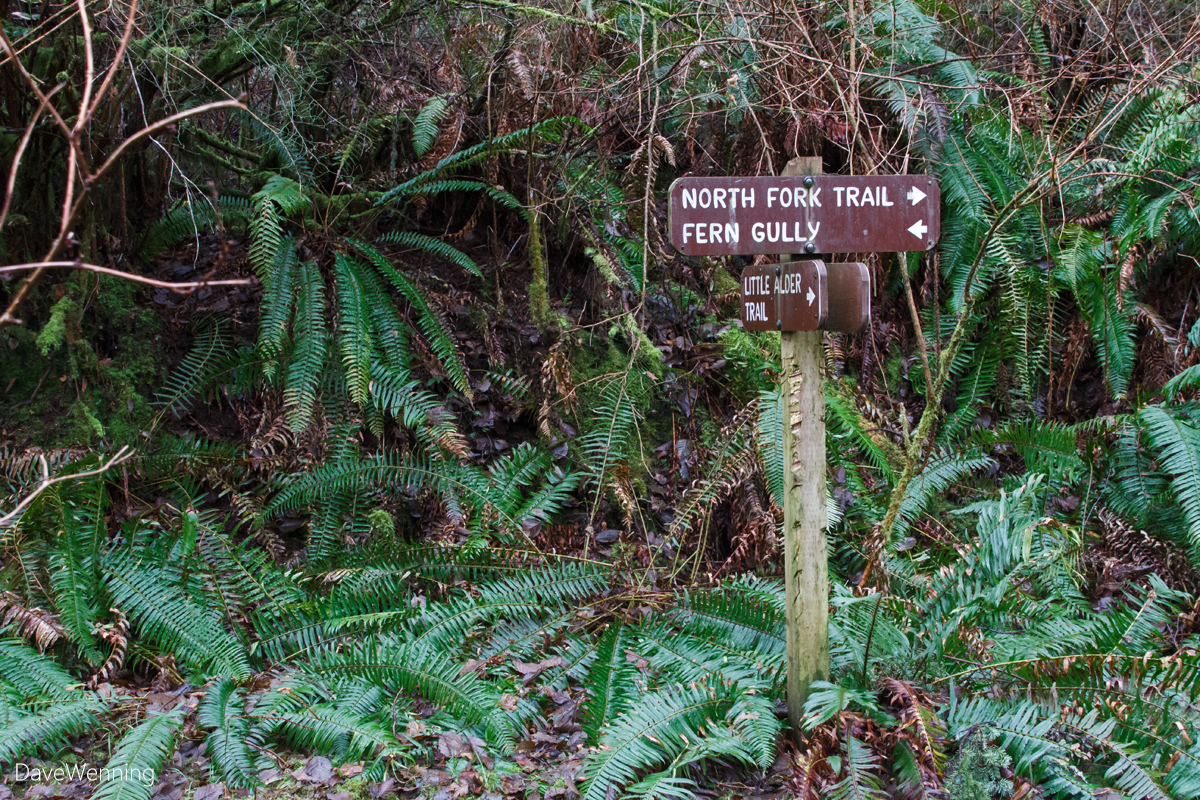 Fern Gully: Exploring a Forest Ecosystem