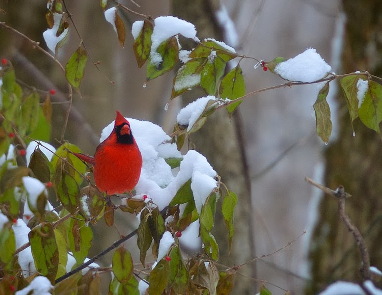 Pied Cardinal