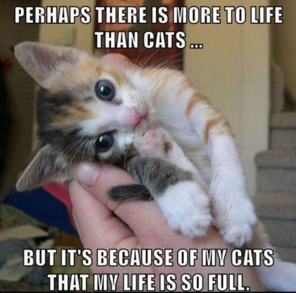 Thursday Cats Photos (28 Pics).