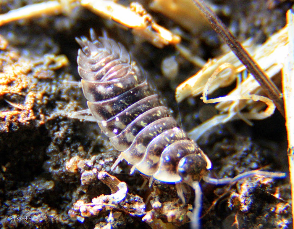 five steps from the road... - 5 kroków od szosy...: Stonoga murowa