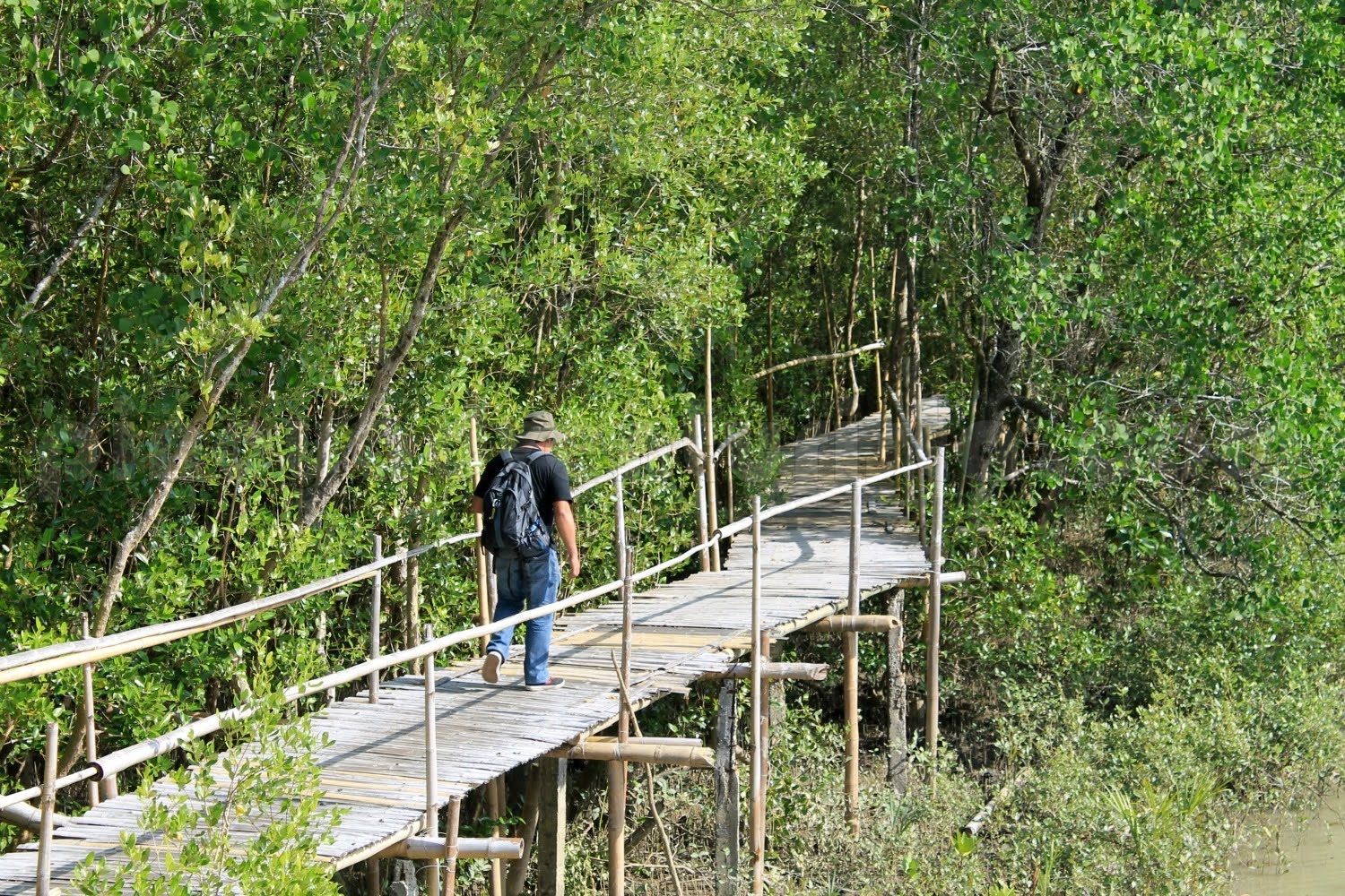 Aklan - A Walk in the Lush Mangroves at Kalibo's Bakhawan Eco Park ...
