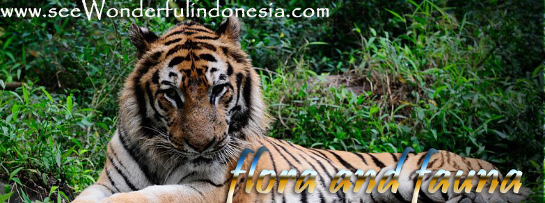 Indonesia flora and fauna ~ Wonderful Indonesia