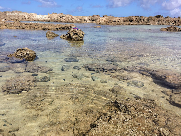 Hawaii Mom Blog: Pupukea Tide Pools