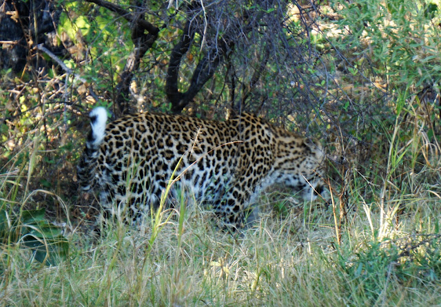 Souvenir Chronicles: BOTSWANA: LEOPARDS