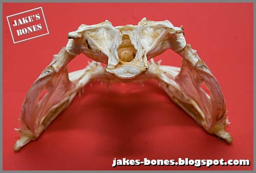 The monkfish skull and my new fish skull : Jake's Bones