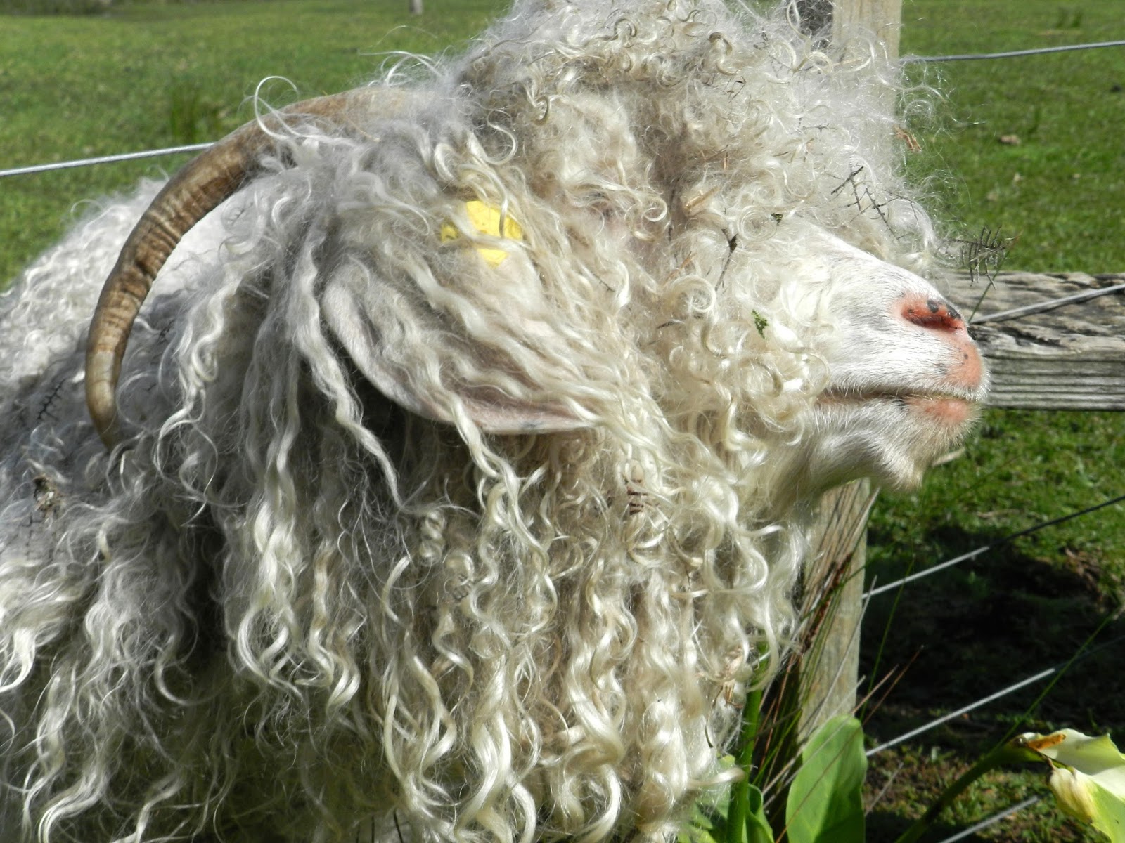 The Paddock: The wooly goat