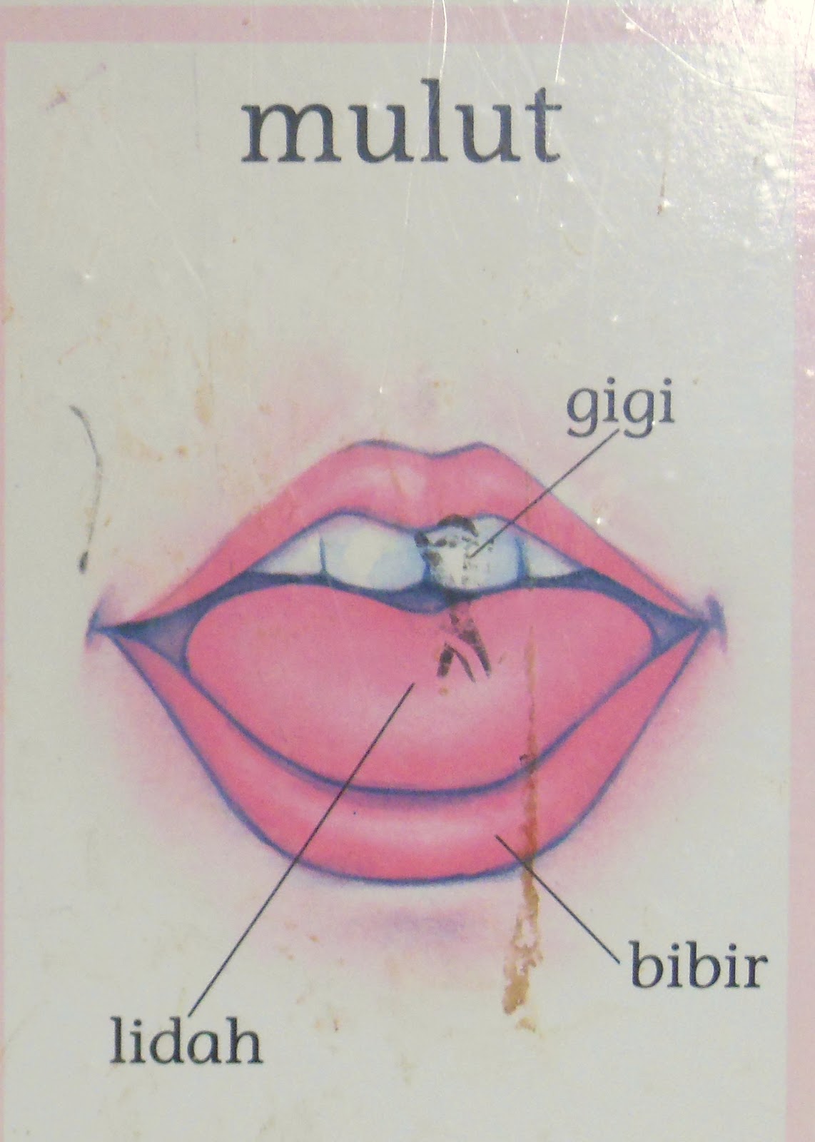 Pendidikan Kesihatan Tahun 1: ANGGOTA BADAN