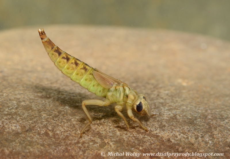 Libellules de France et dAilleurs - DRAGONFLY WORLD: The river clubtail ...