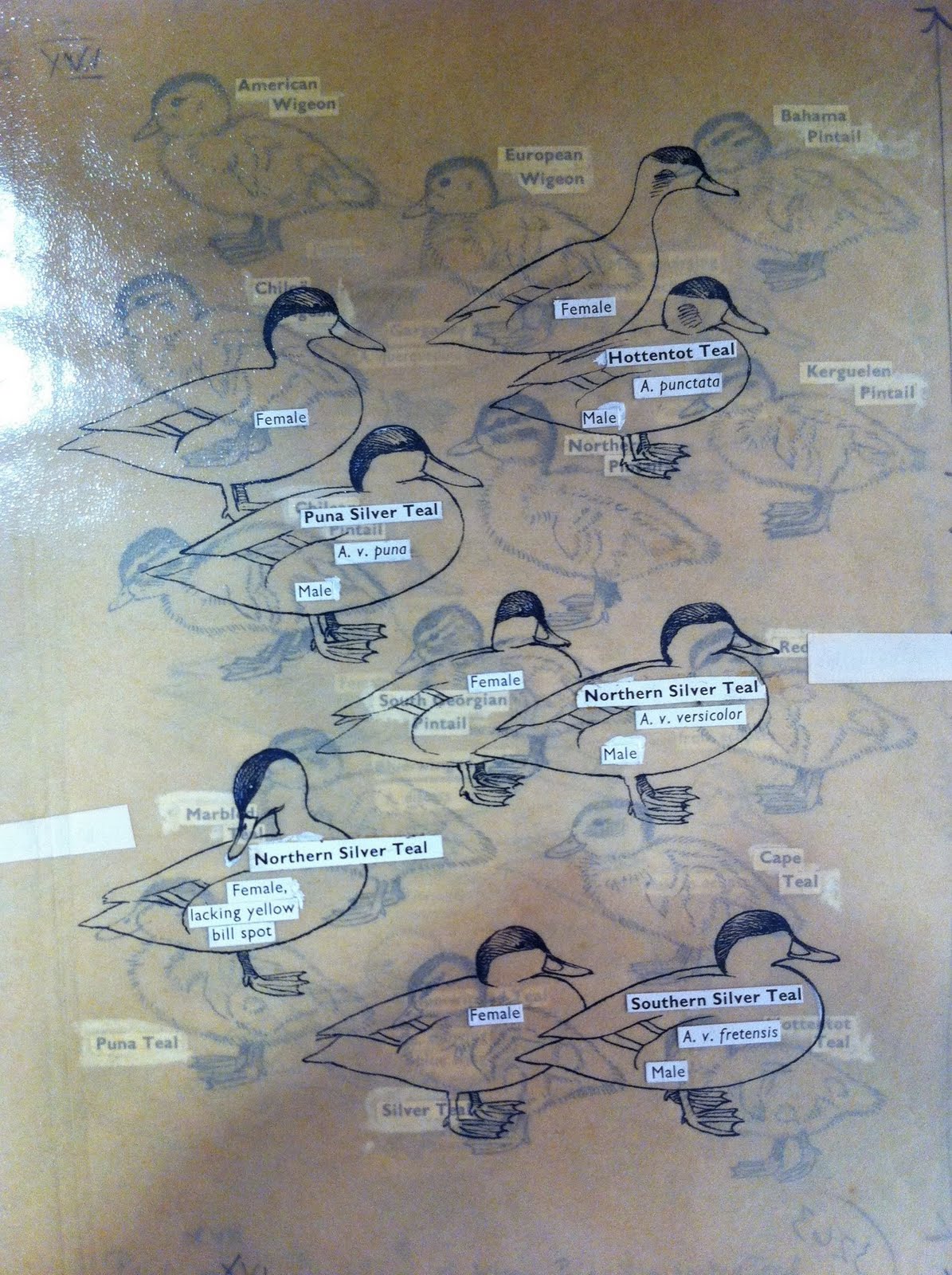 Bird and Wildlife Illustration: SIR PETER SCOTT ORIGINAL DRAWINGS IN MY ...