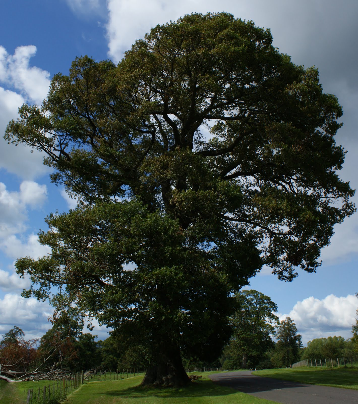 Tour Scotland: Tour Scotland Photographs Trees Scone Palace