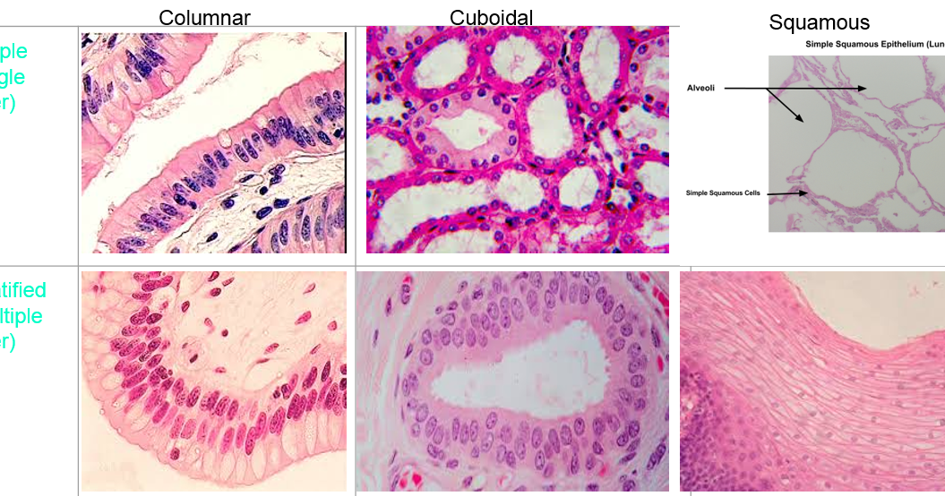 Roadblog101: Tissue Issues