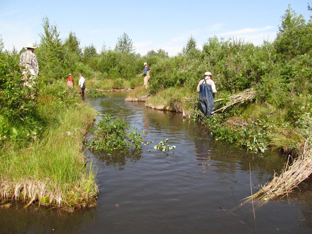 Central Alberta Fly Tying Club: Habitat Work on the North Raven River