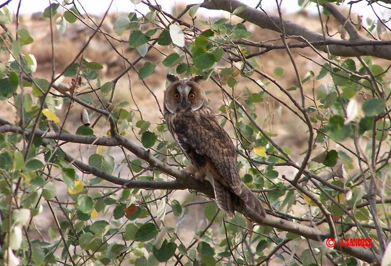 Aves de Aragón : Búho chico